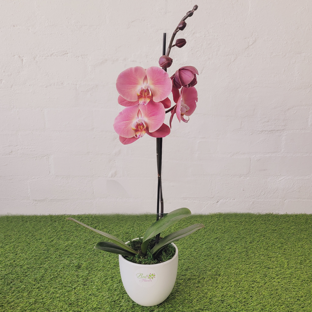 Phalaenopsis Orchid Plant | Same Day Delivery | Best Flowers Melbourne